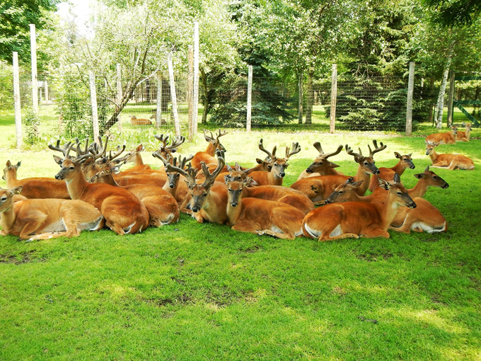 Wisconsin Deer Park 3