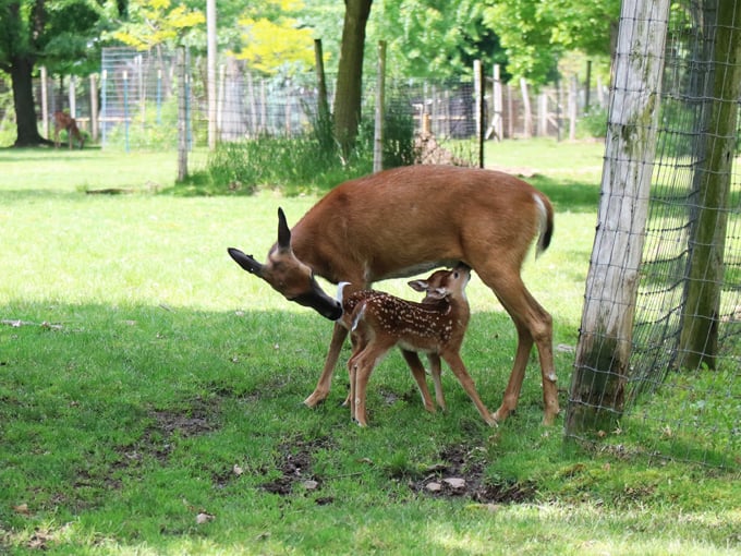 Wisconsin Deer Park 4