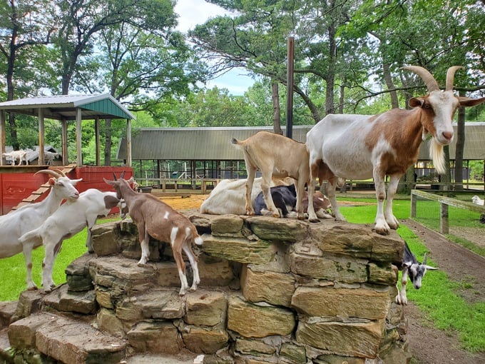 Wisconsin Deer Park 6