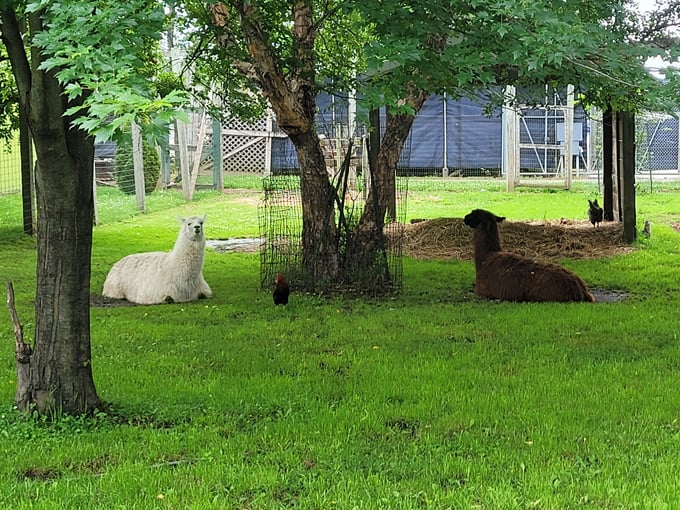 Wisconsin Deer Park 7