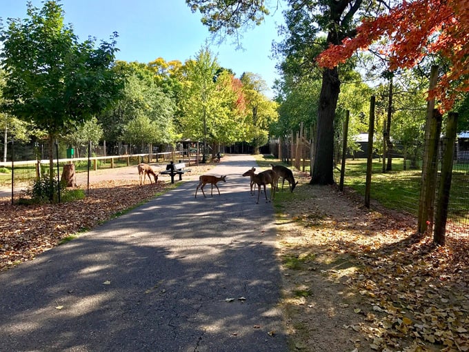 Wisconsin Deer Park 9