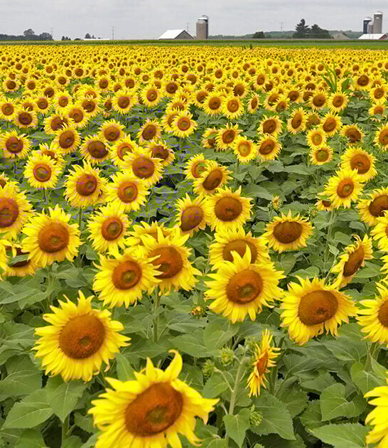 beautiful sunflower farm wisconsin ftr