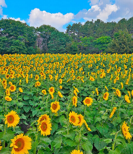 beautiful sunflower field minnesota ftr