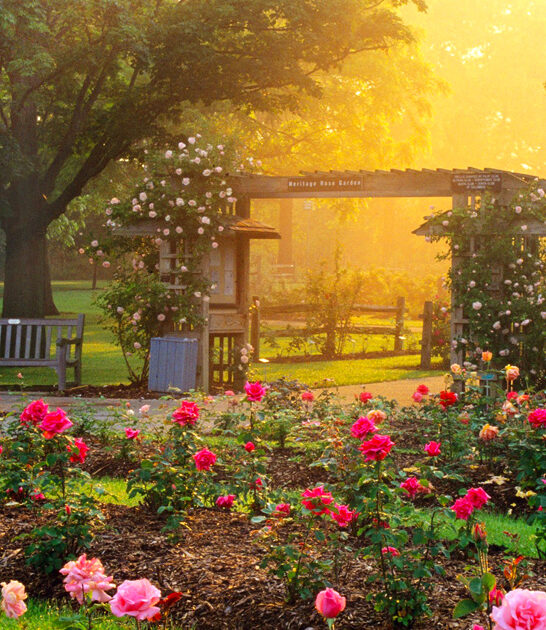 dreamy rose garden ohio ftr