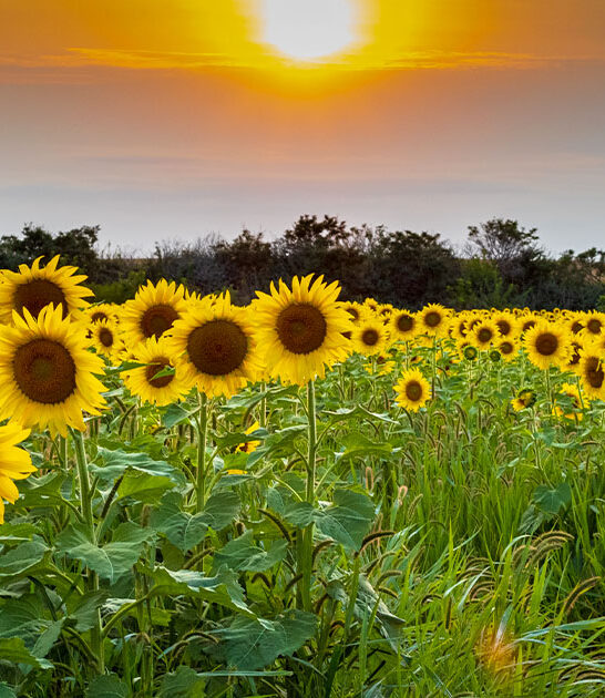 gorgeous sunflower field minnesota ftr