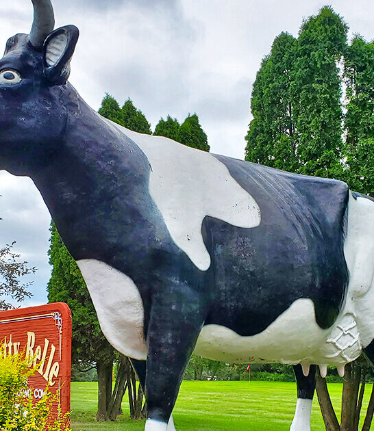 largest talking cow wisconsin ftr
