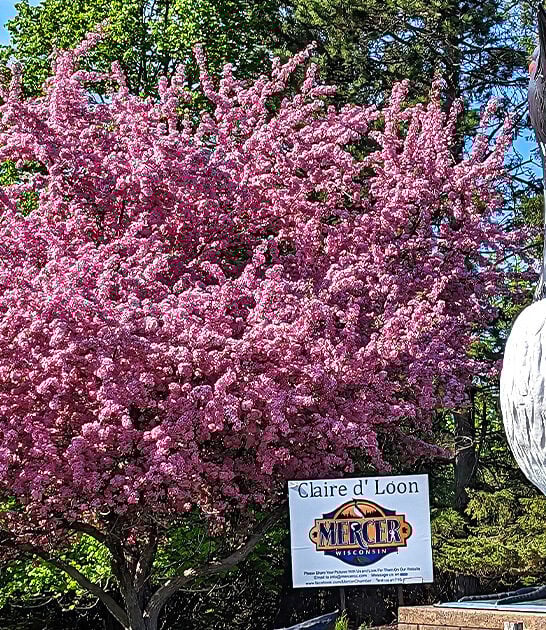 largest talking loon wisconsin ftr