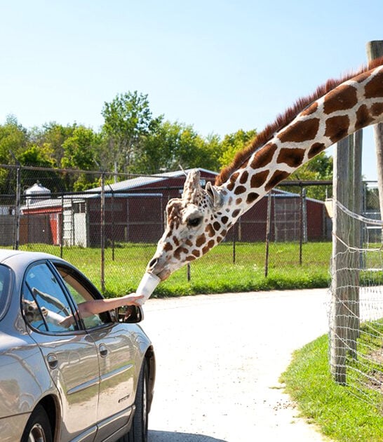 magical safari park ohio ftr