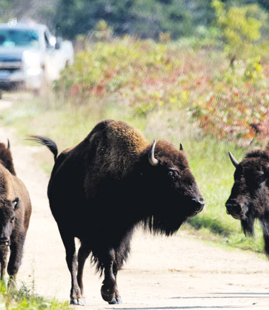 magical scenic drive minnesota ftr