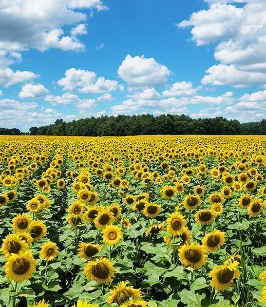 magical sunflower field ohio ftr