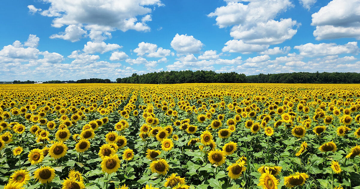 This Magical 50-Acre Sunflower Field In Ohio Is Too Beautiful To Keep ...