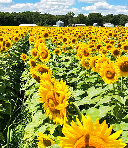 magical sunflower maze illinois ftr
