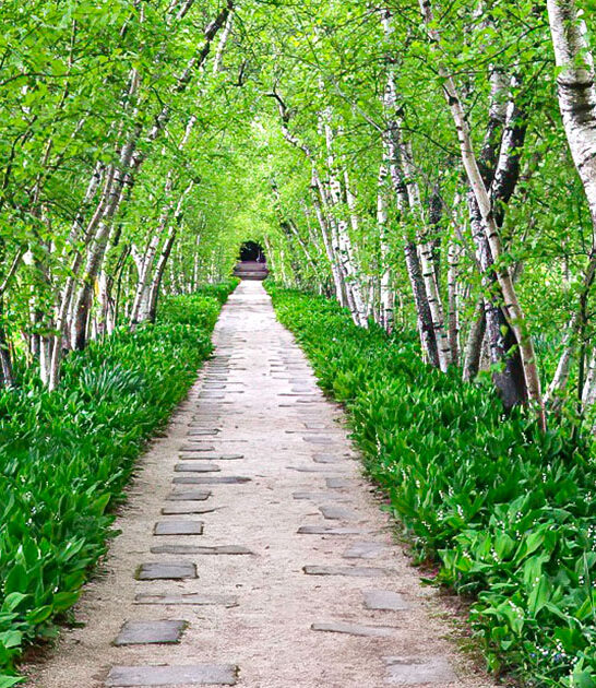 magical tree tunnel ohio 2 ftr