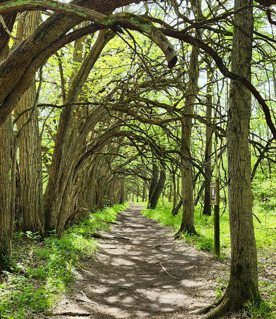 magical tree tunnel ohio ftr