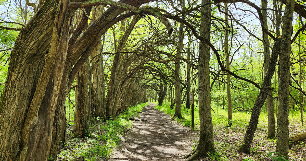 This Magical Tree Tunnel In Ohio Is What Dreams Are Made Of - And You ...
