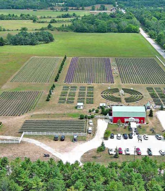 massive lavender farm wisconsin ftr