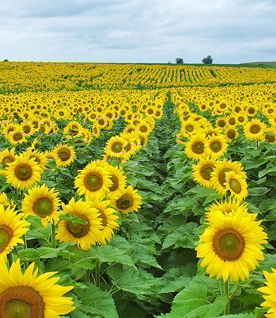 picturesque sunflower farm wisconsin ftr