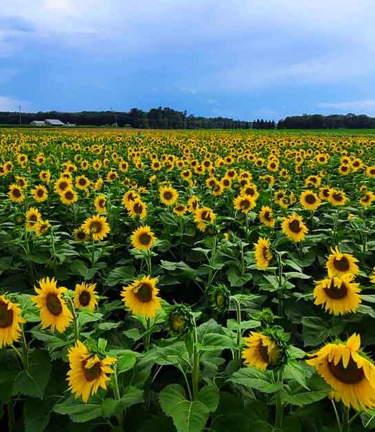 picturesque sunflower field minnesota ftr