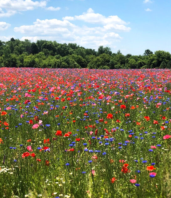 poppy field in michigan ftr