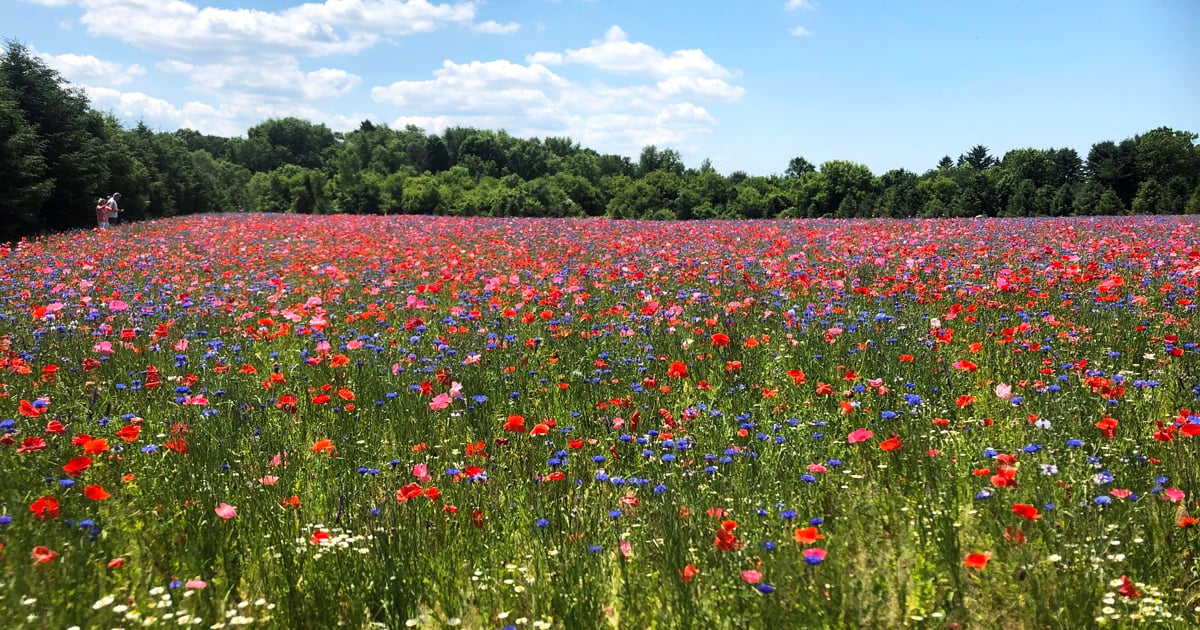 This Stunning 4-Acre Poppy Field In Michigan Is Like Stepping Into A ...