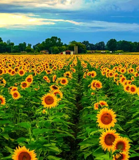 postcard worthy field michigan ftr
