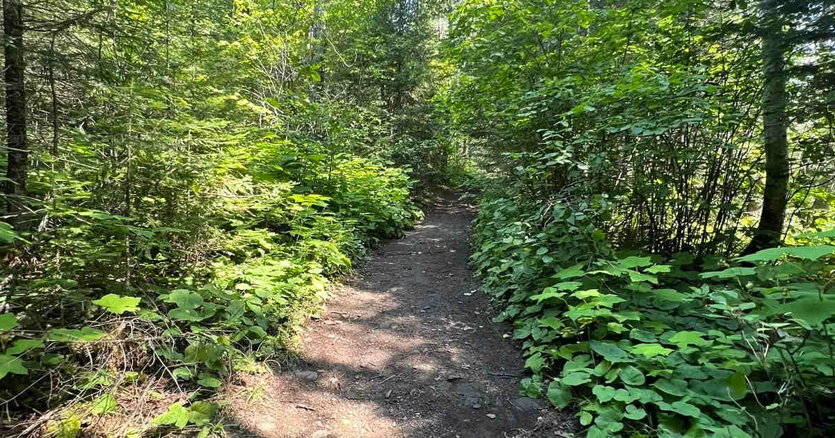 This Scenic 2.5-Mile Trail In Minnesota Will Lead You To One Of America ...