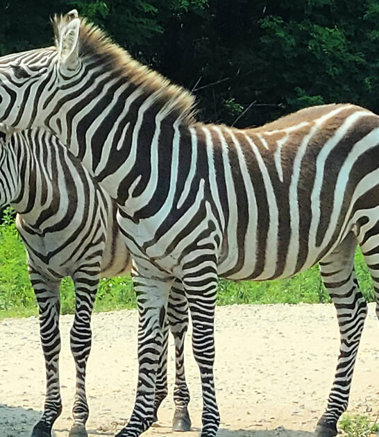 special wildlife park wisconsin ftr