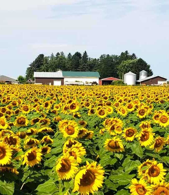 stunning sunflower farm michigan ftr