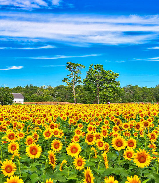 stunning sunflower field ohio ftr