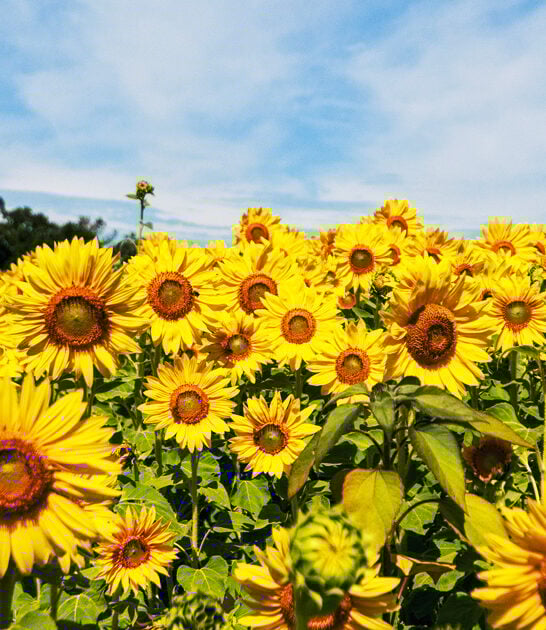stunning sunflower field wisconsin ftr