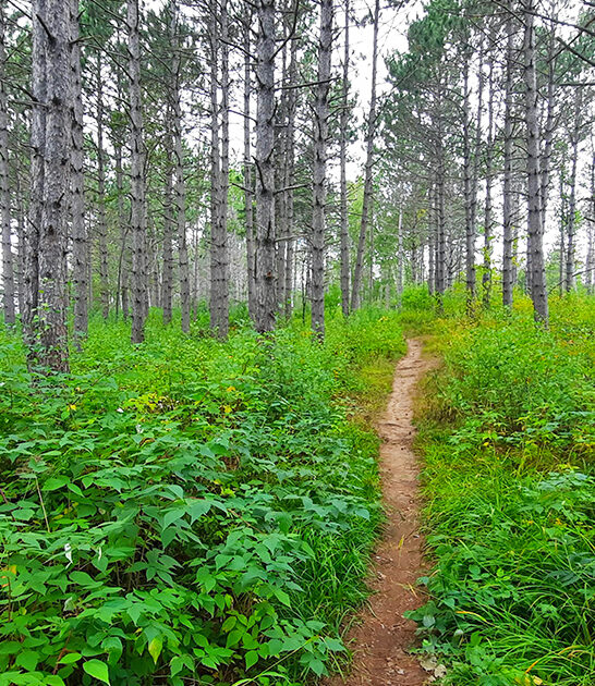 stunning underrated trail minnesota ftr