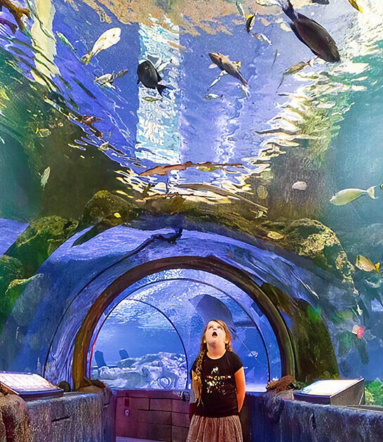 underwater ocean tunnel minnesota ftr
