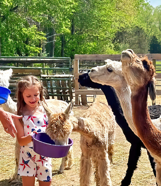unique alpaca farm illinois ftr