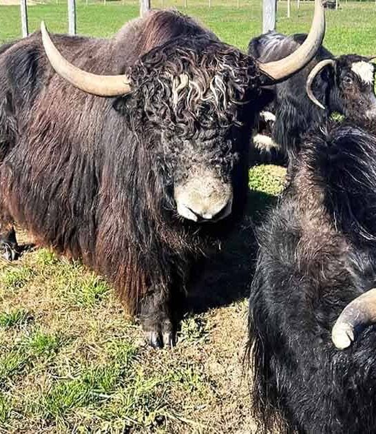 unique petting farm michigan ftr