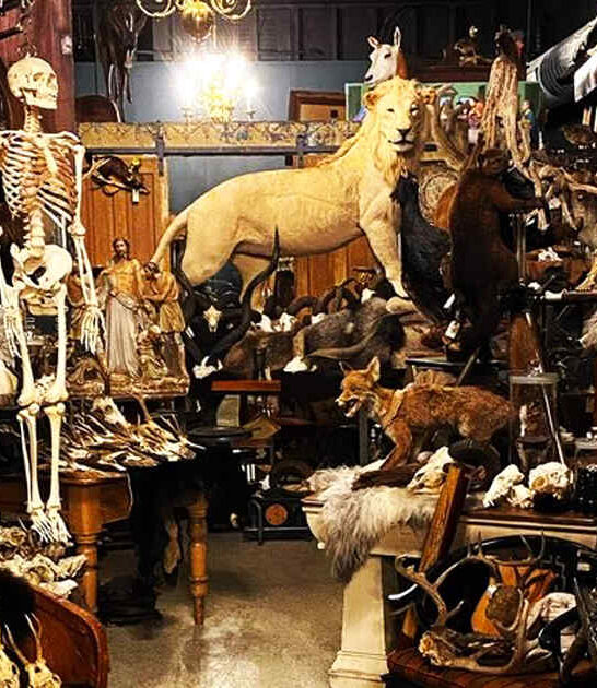 weird curiosity shop minnesota ftr