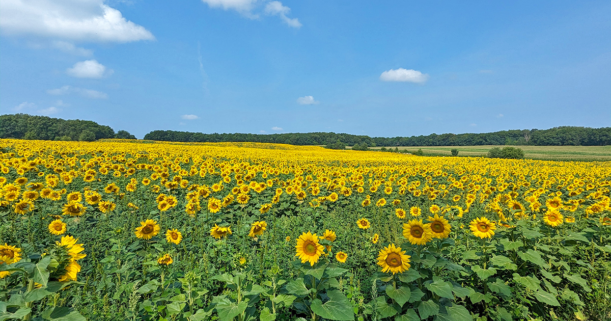 This Stunning 45-Acre Sunflower Field Might Just Be The Best-Kept ...