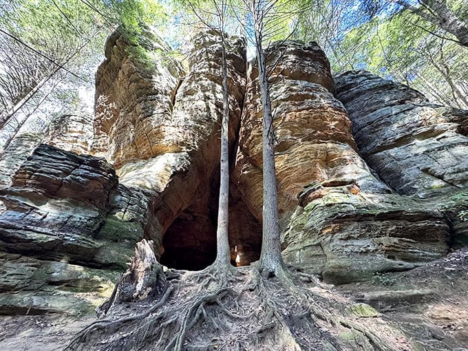 Nature's grand entrance: Ancient sandstone walls frame the mysterious opening of 21 Horses Cave, with a determined tree growing impossibly between worlds.