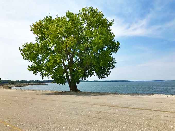 A solitary tree stands sentinel at the water's edge, nature's perfect shade provider for hot summer afternoons at Carlyle Lake.