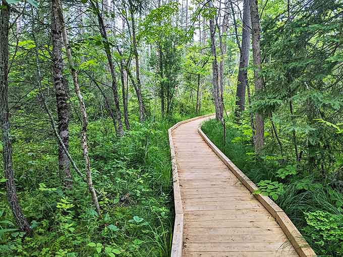 A wooden boardwalk winds through emerald forest depths, inviting adventurers to discover what lies beyond each gentle curve.