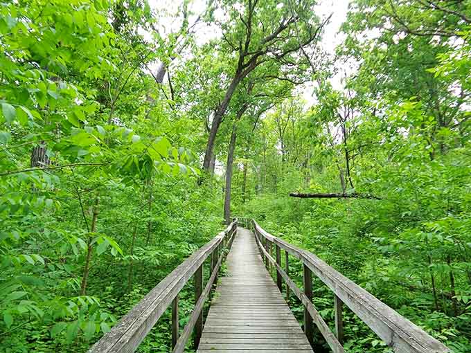 Edward L. Ryerson Conservation Area Trail welcomes nature enthusiasts with a wooden boardwalk stretching into emerald depths, like a gateway to another world where time slows deliciously.