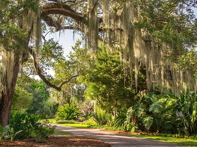 Spanish moss drapes from ancient oaks like nature's own chandeliers, creating magical tunnels of filtered sunlight throughout Fairchild Garden.