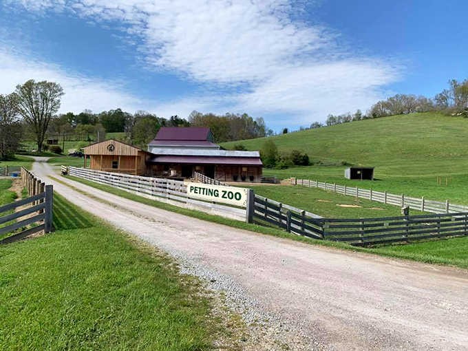 Fox's High Rock Farm welcomes visitors with rustic charm and rolling hills, promising animal encounters that'll make your heart grow three sizes.