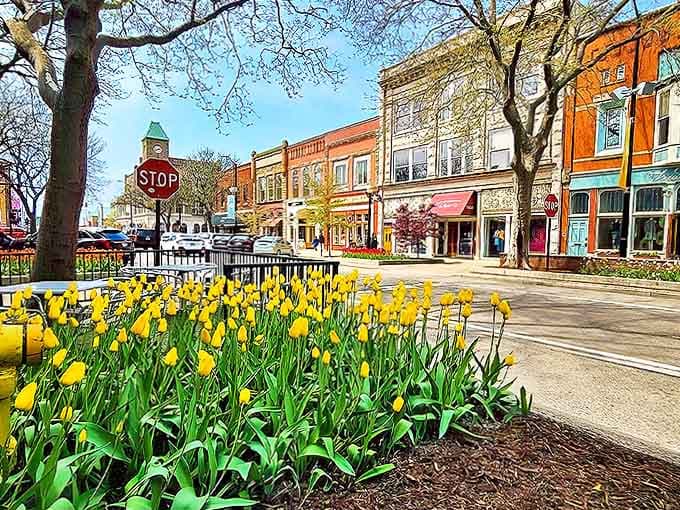 Where tulips dance in vibrant yellow waves along historic streets, creating a Dutch postcard scene that makes you forget you're in the Midwest.