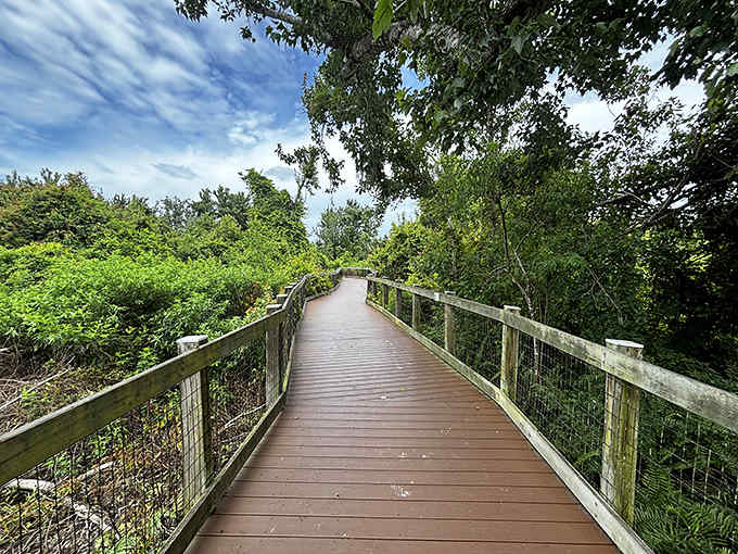 A wooden boardwalk stretches into the distance, inviting explorers into a lush Florida wilderness that seems to whisper ancient secrets.