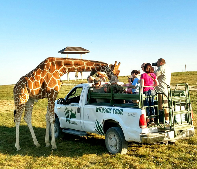 Adventure awaits as visitors climb aboard open-air safari trucks, where the line between observer and participant blurs in the golden Ohio sunshine.