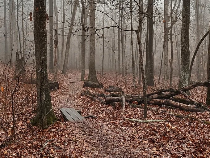 Misty morning magic transforms Rim Rock Trail into a scene from a fairy tale, where every step feels like crossing into another realm.