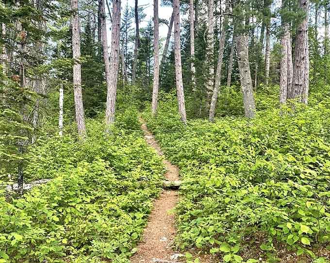 A narrow path beckons through towering pines and vibrant undergrowth &ndash; nature's red carpet inviting you into Minnesota's hidden wilderness sanctuary.