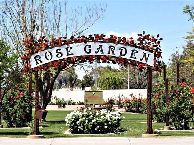 That welcoming archway promises exactly what it delivers: rows of roses that'll make your Instagram followers actually stop scrolling for once.
