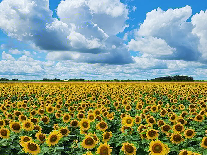 A sea of golden faces stretches to the horizon at The Suns Flower in Lindsey, Ohio, where sunshine seems to grow right out of the ground.