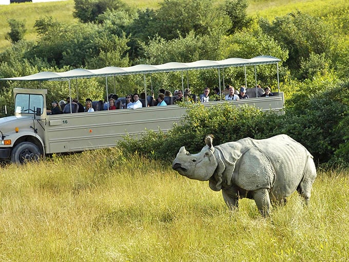 A magnificent Indian rhinoceros pauses near the safari vehicle, its prehistoric armor gleaming in the Ohio sunshine. Wild encounters of the closest kind!
